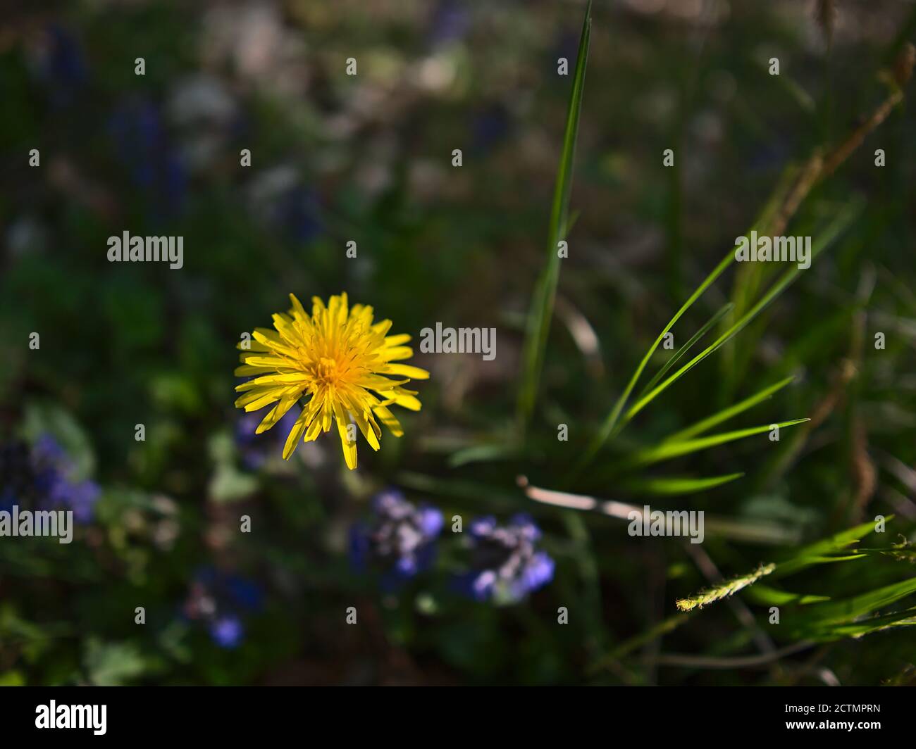 Macro photograph of a single dandelion (also lion's tooth) with ...