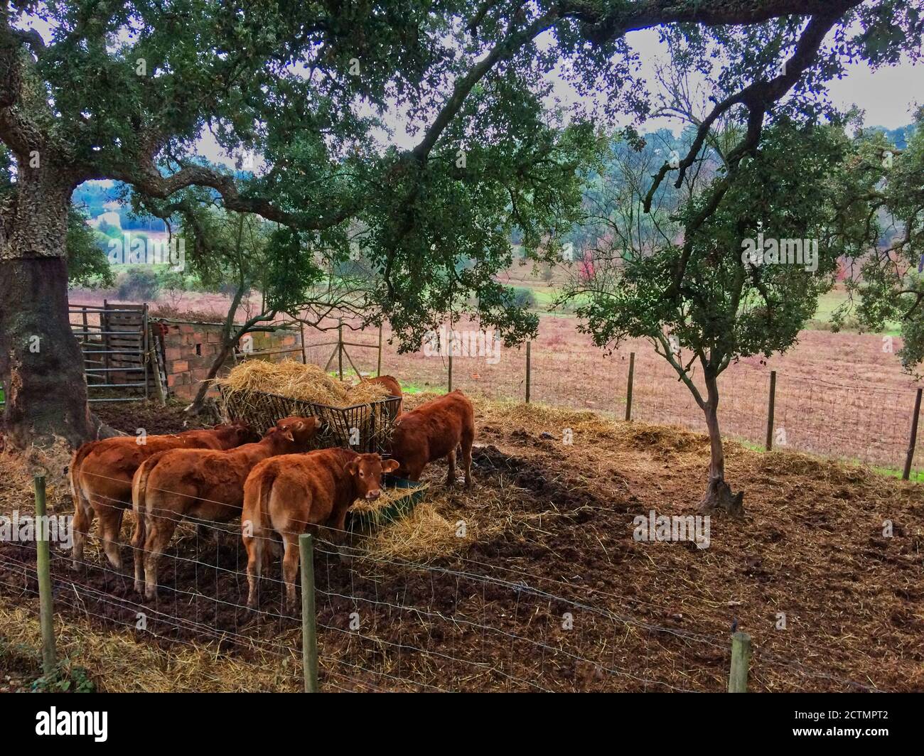 cows in the paddock eating hay, livestock, several calves Stock Photo ...