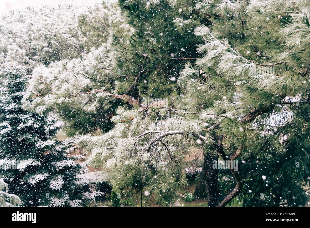 Beautiful snow falling fir trees hi-res stock photography and images ...