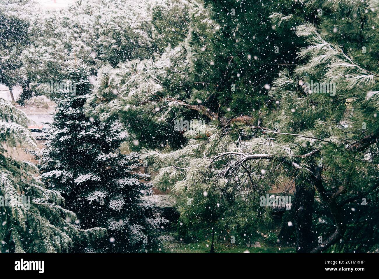 Beautiful snow falling fir trees hi-res stock photography and images ...