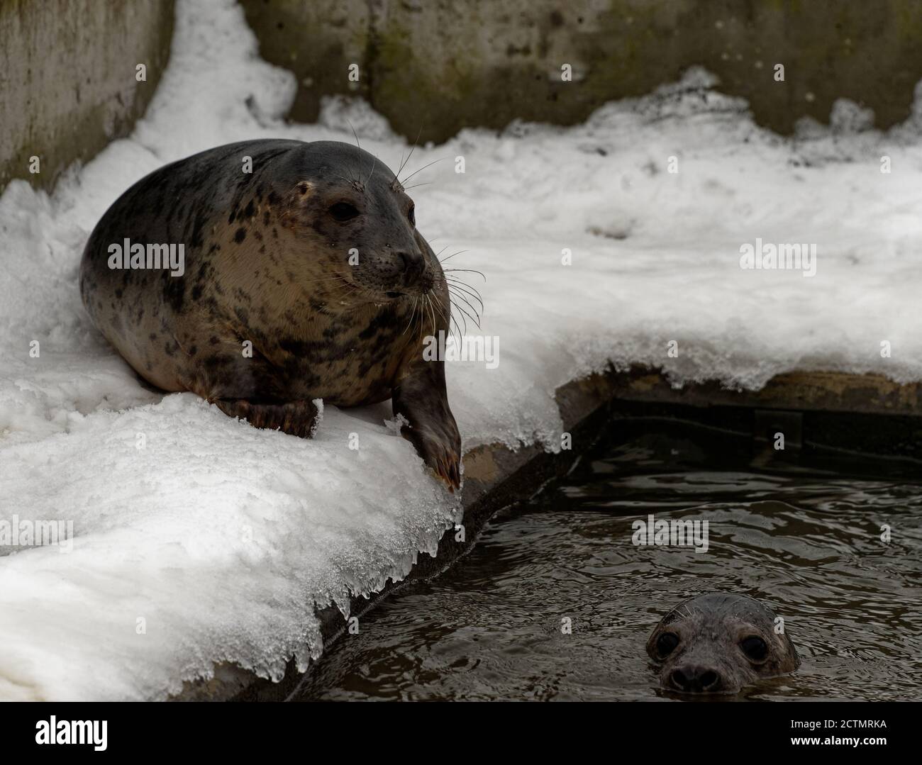 Grey Seal (Halichoerus grypus) Young pup in care during Winter Stock ...