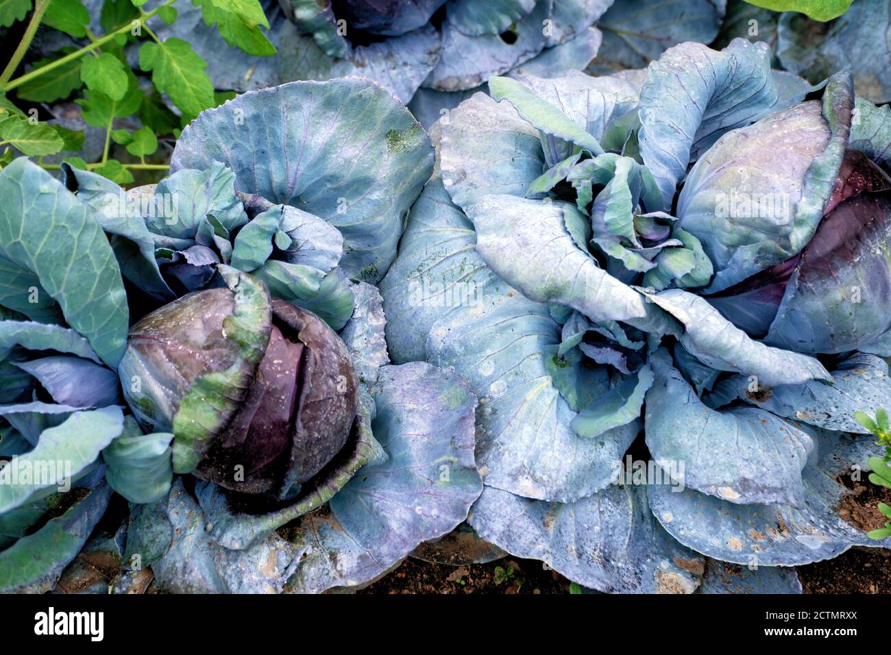 Two cabbages with blue and purple streaks. Perfect shot for vegan diet ...