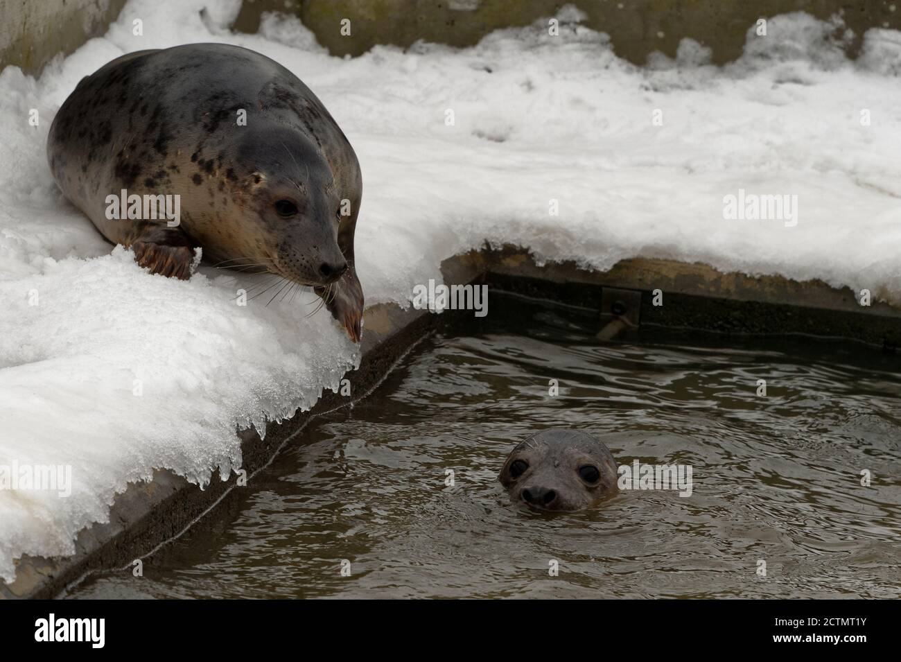 Grey Seal (Halichoerus grypus) Young pup in care during Winter Stock ...