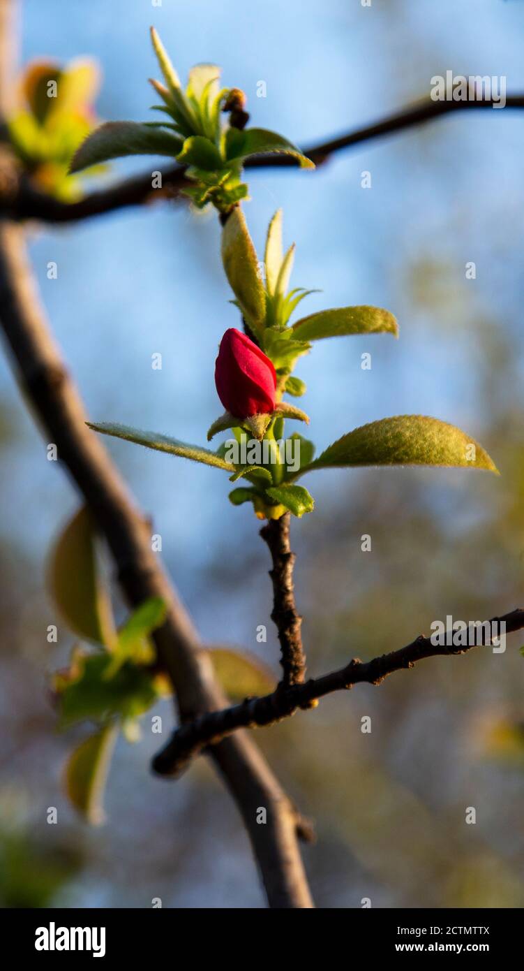 tree branch with buds background, spring flower buds Stock Photo - Alamy