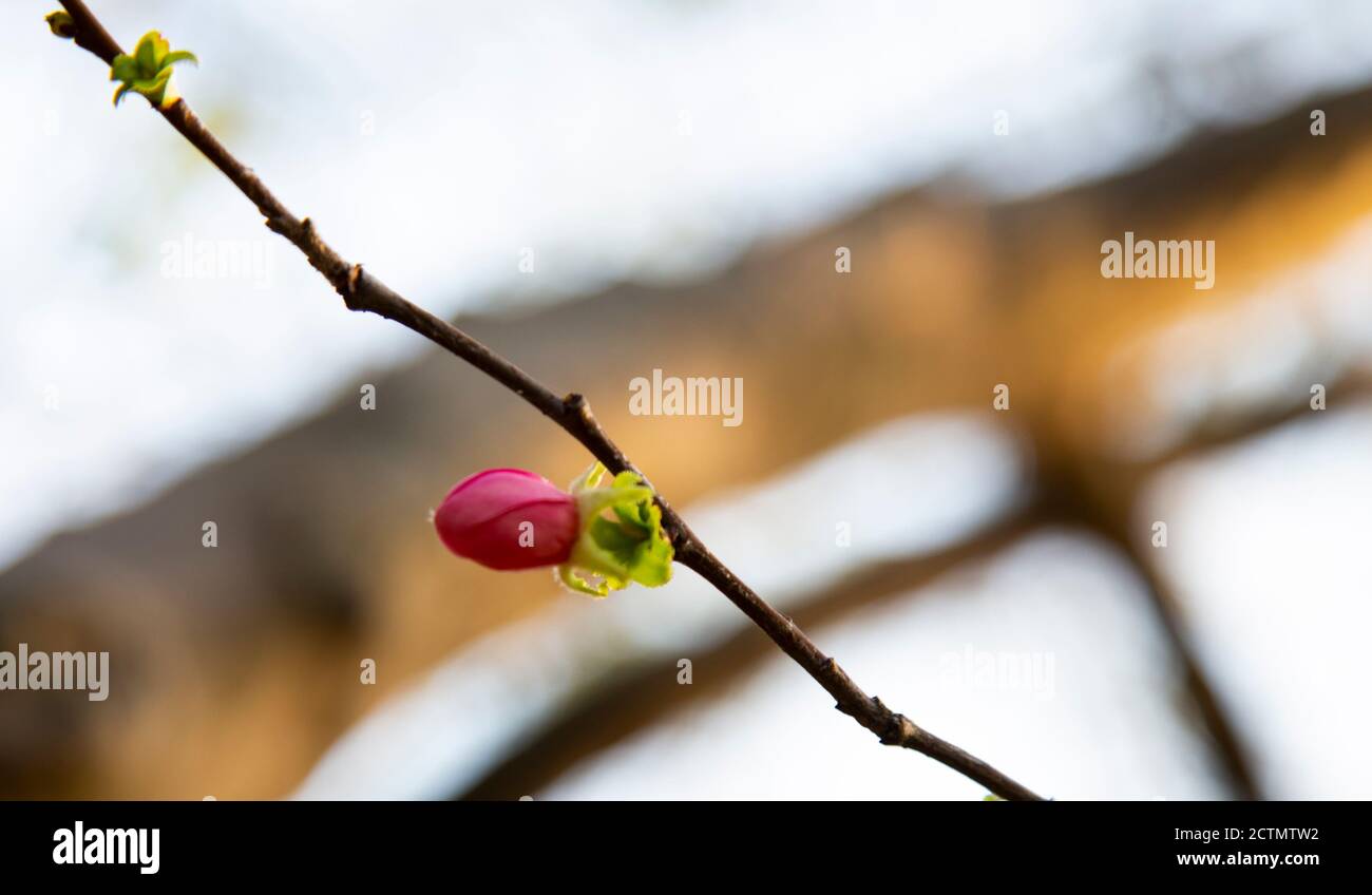 tree branch with buds background, spring flower buds Stock Photo - Alamy
