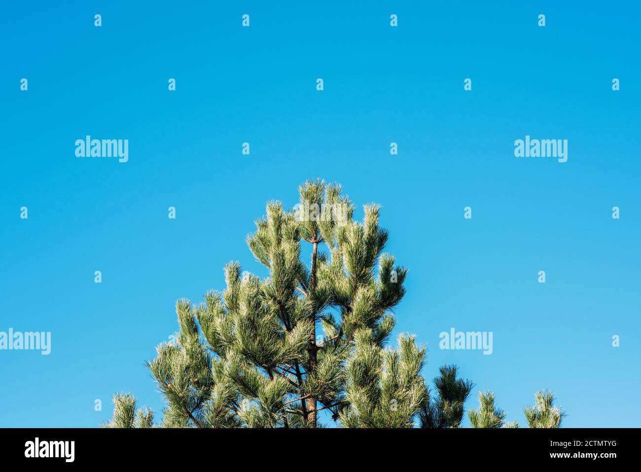Tall pine tree head with clear blue sky in the background Stock Photo ...