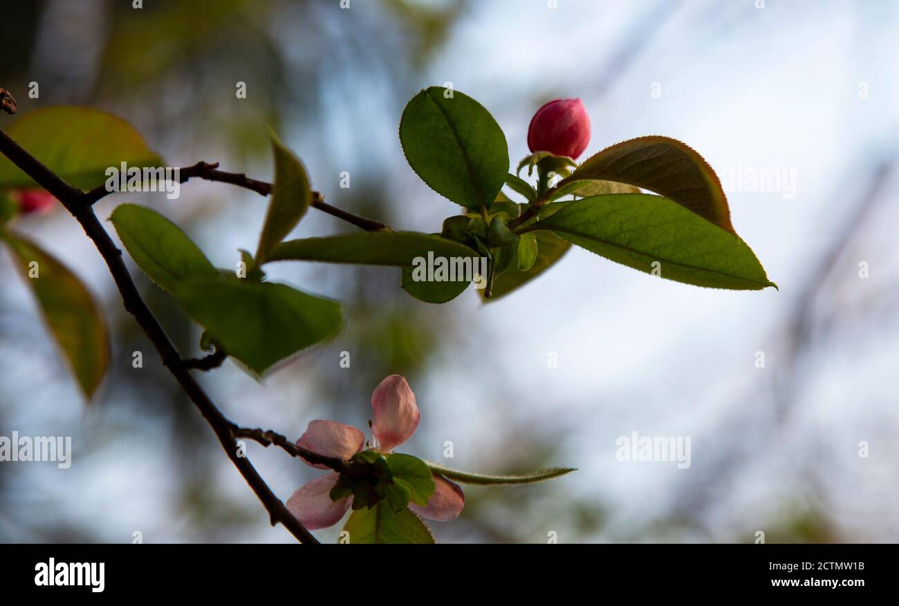 tree branch with buds background, spring flower buds Stock Photo - Alamy