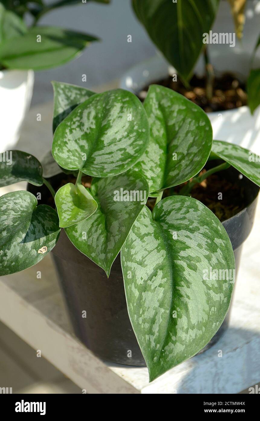 leaves in a pot, Scindapsus Pictus Exotica Stock Photo - Alamy