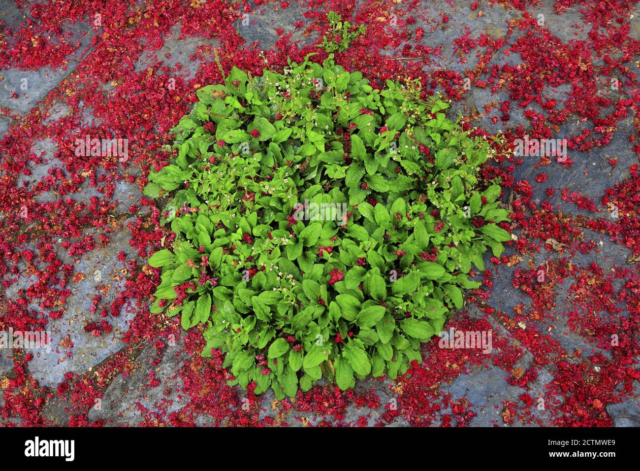 Wushe hi-res stock photography and images - Alamy