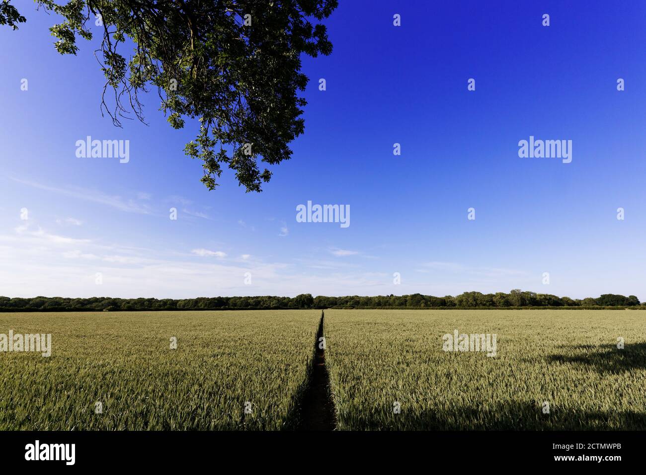 field with path Stock Photo - Alamy