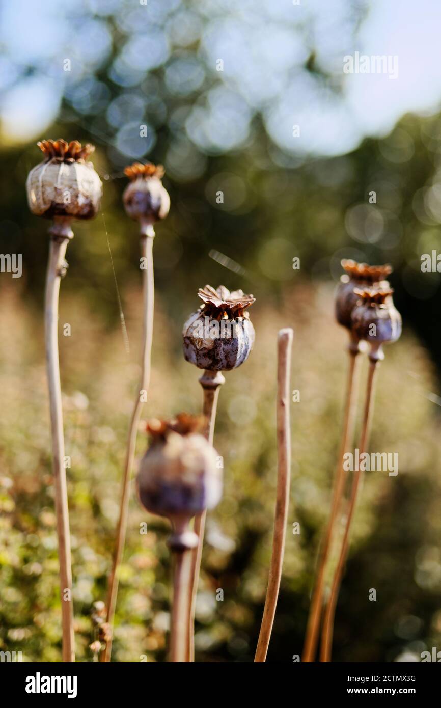 dried poppy heads Stock Photo - Alamy