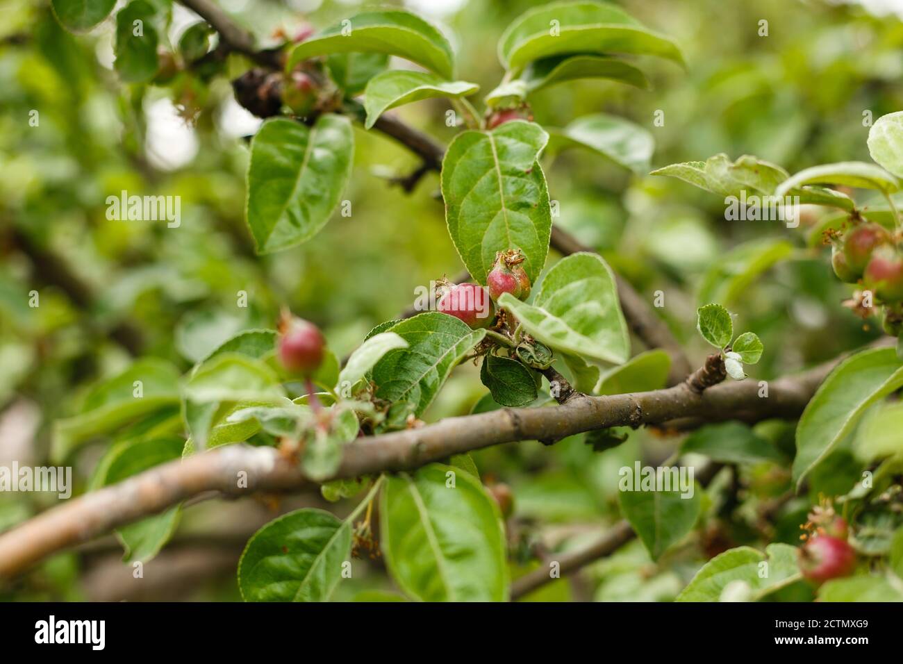 small young apples growing on a tree Stock Photo - Alamy