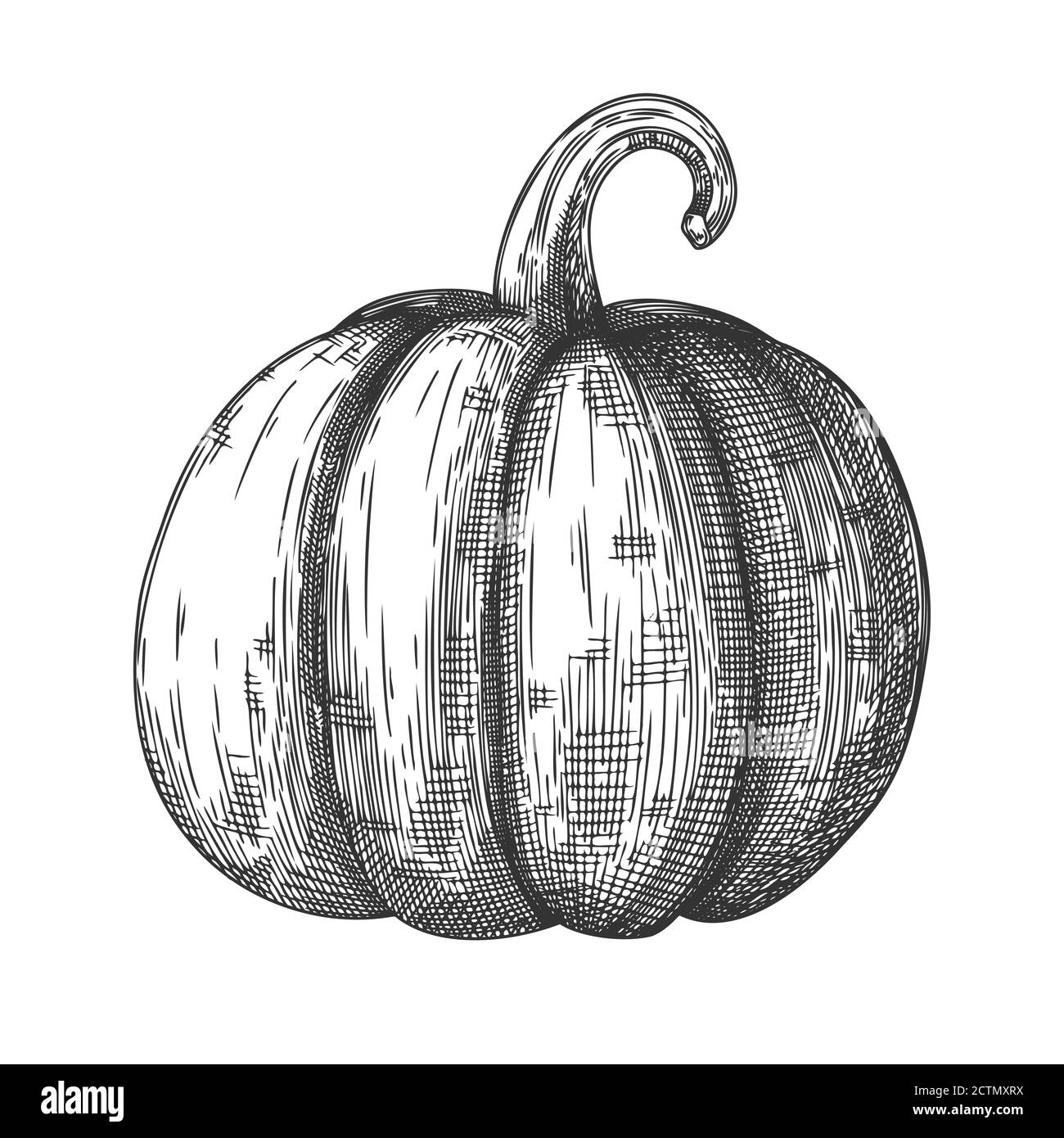 Hand drawn pumpkin isolated on white background. Vector illustration of ...