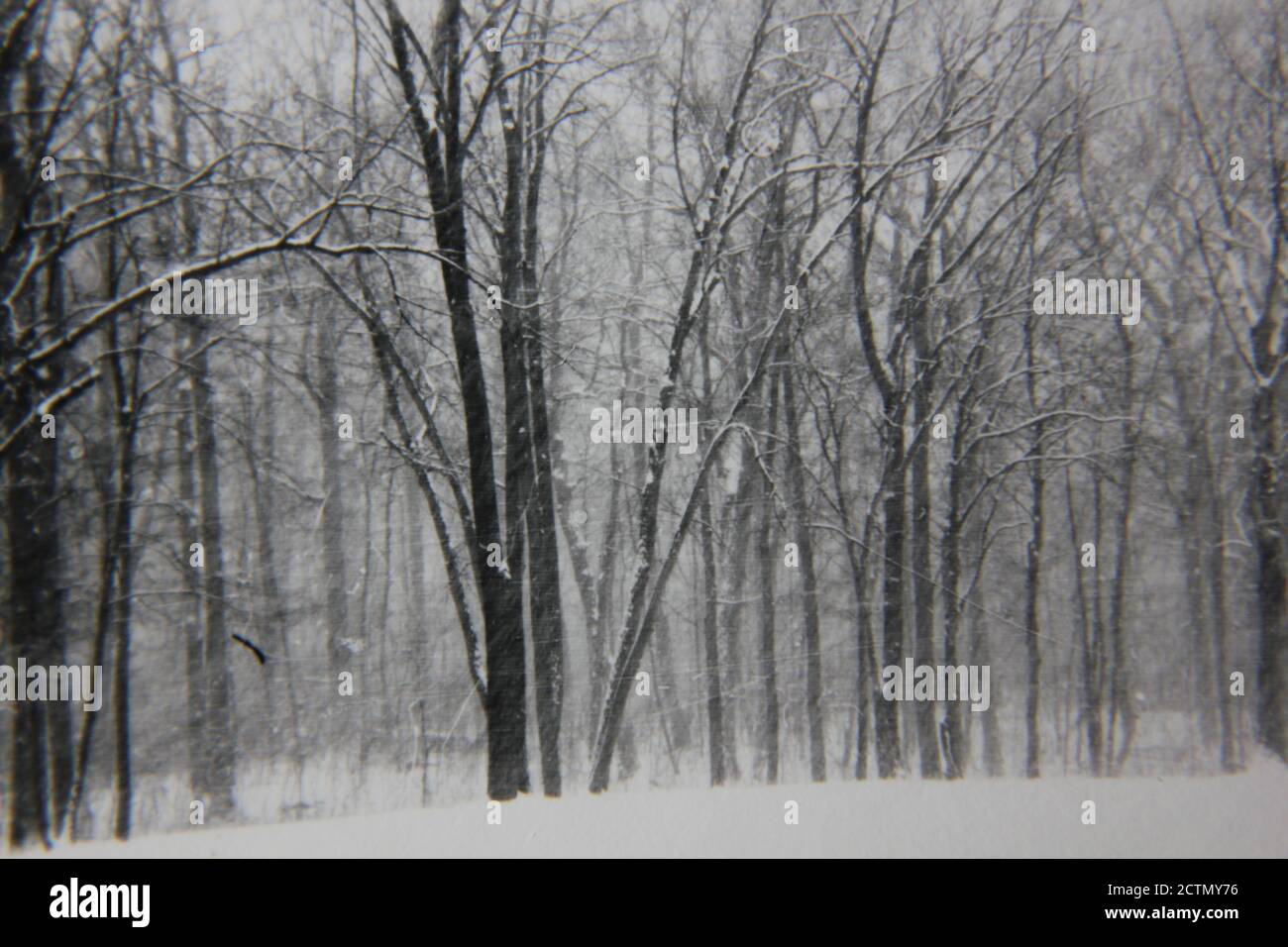 Fine 1970s vintage black and white photography of trees growing in the ...