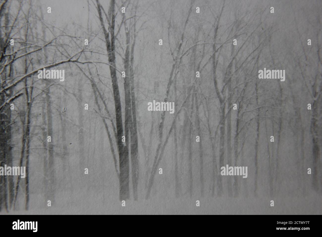 Fine 1970s vintage black and white photography of trees growing in the ...