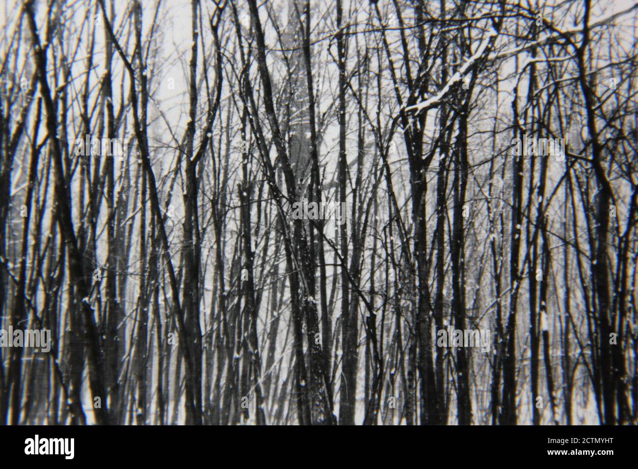 Fine 1970s vintage black and white photography of trees growing in the ...
