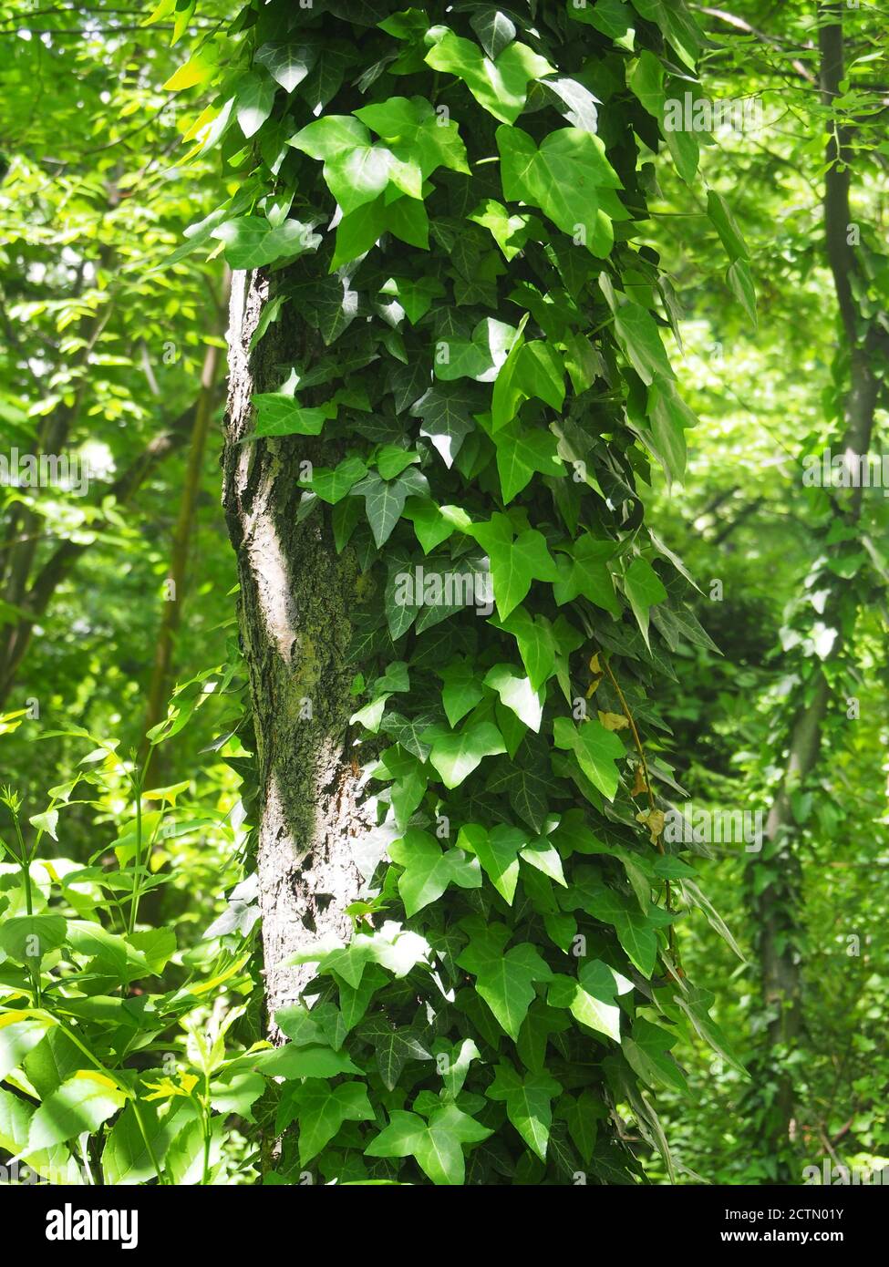 Spring leaves on bark tree Stock Photo - Alamy
