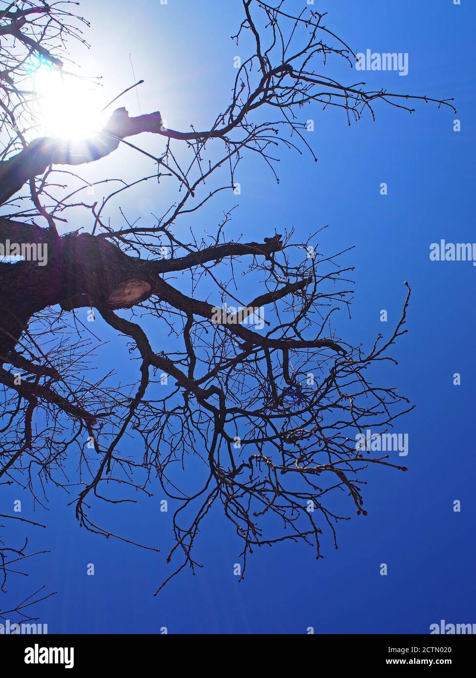 Tree branch with sun backlight Stock Photo - Alamy