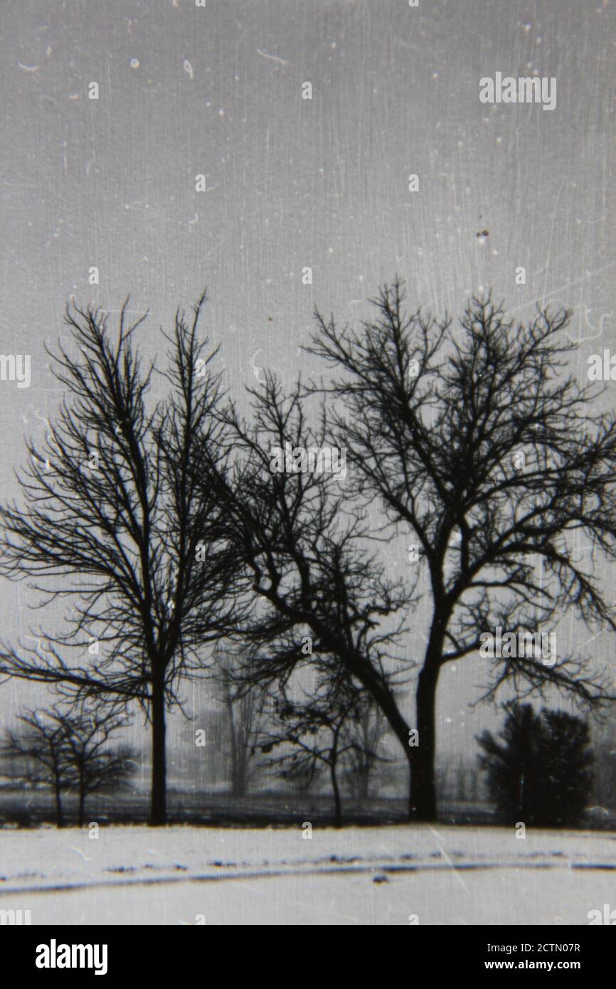 Fine 1970s vintage black and white photography of trees growing in the ...