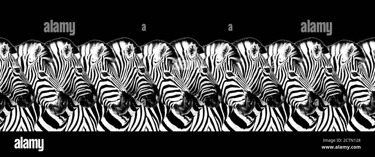 Zebra Stripes Border