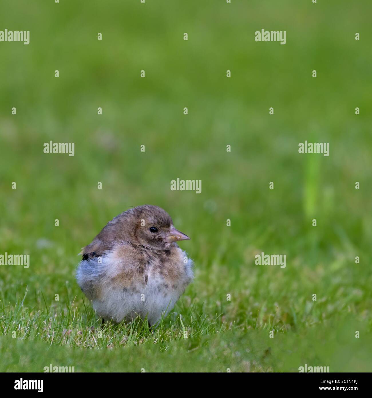 Immature goldfinch hi-res stock photography and images - Alamy
