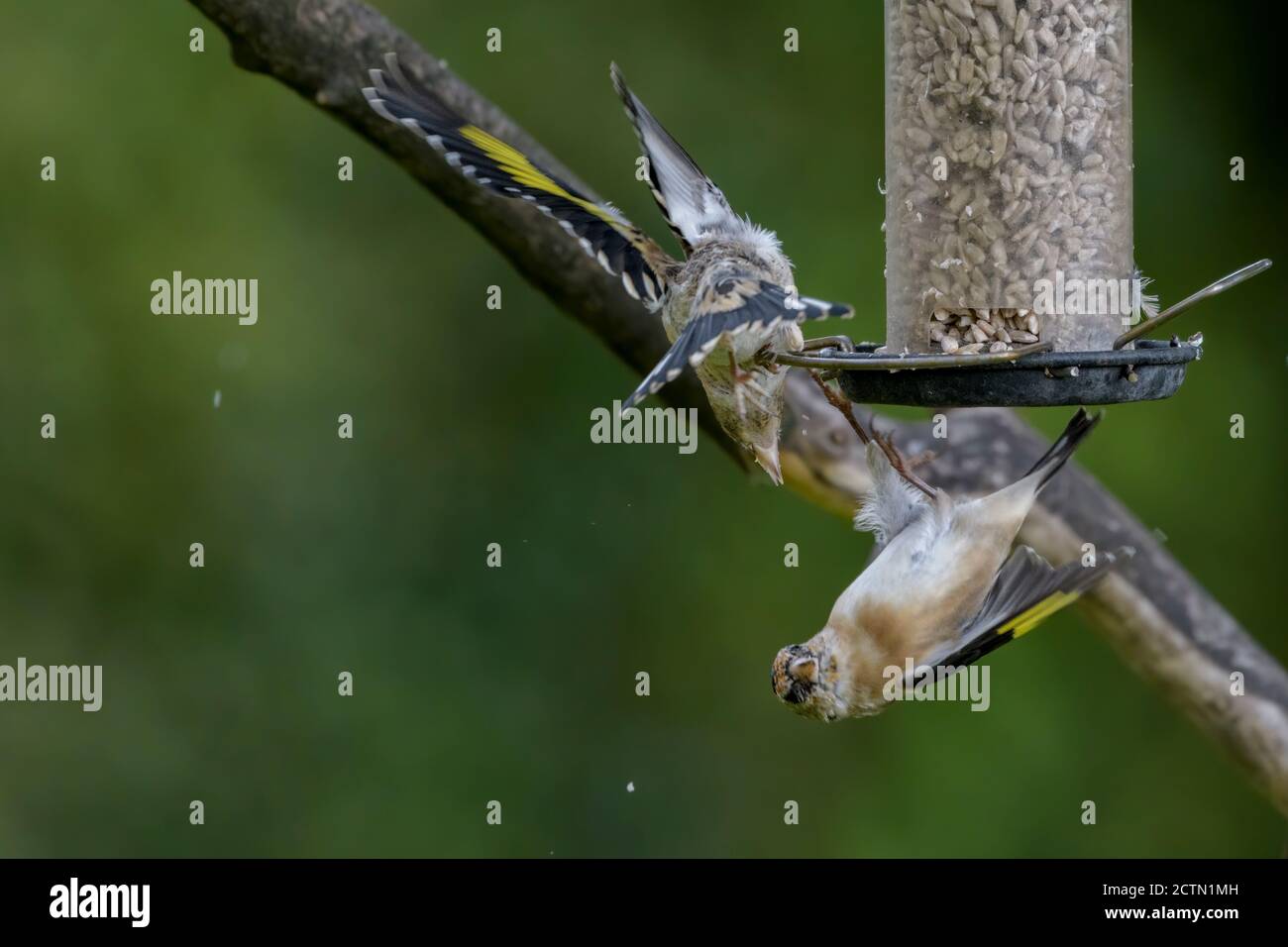 Squabble hi-res stock photography and images - Alamy