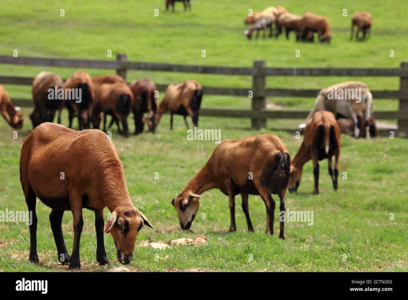 Taiwan Miaoli Tongxiao Flying Cattle Ranch black belly sheep Stock ...
