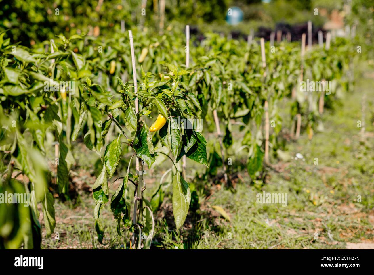 green pepper farm Stock Photo - Alamy