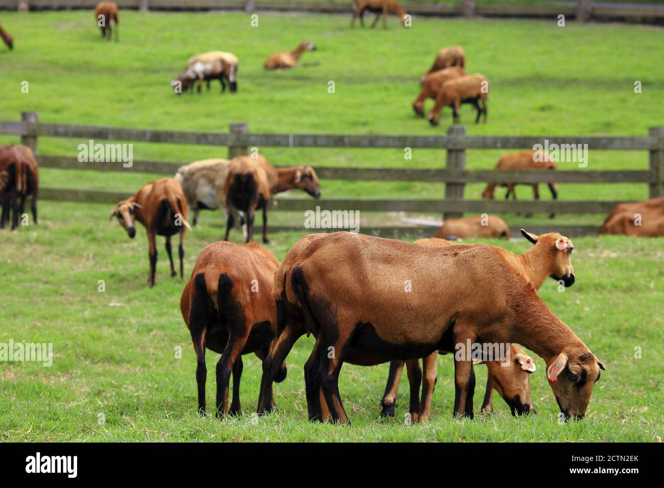 Taiwan Miaoli Tongxiao Flying Cattle Ranch black belly sheep Stock ...