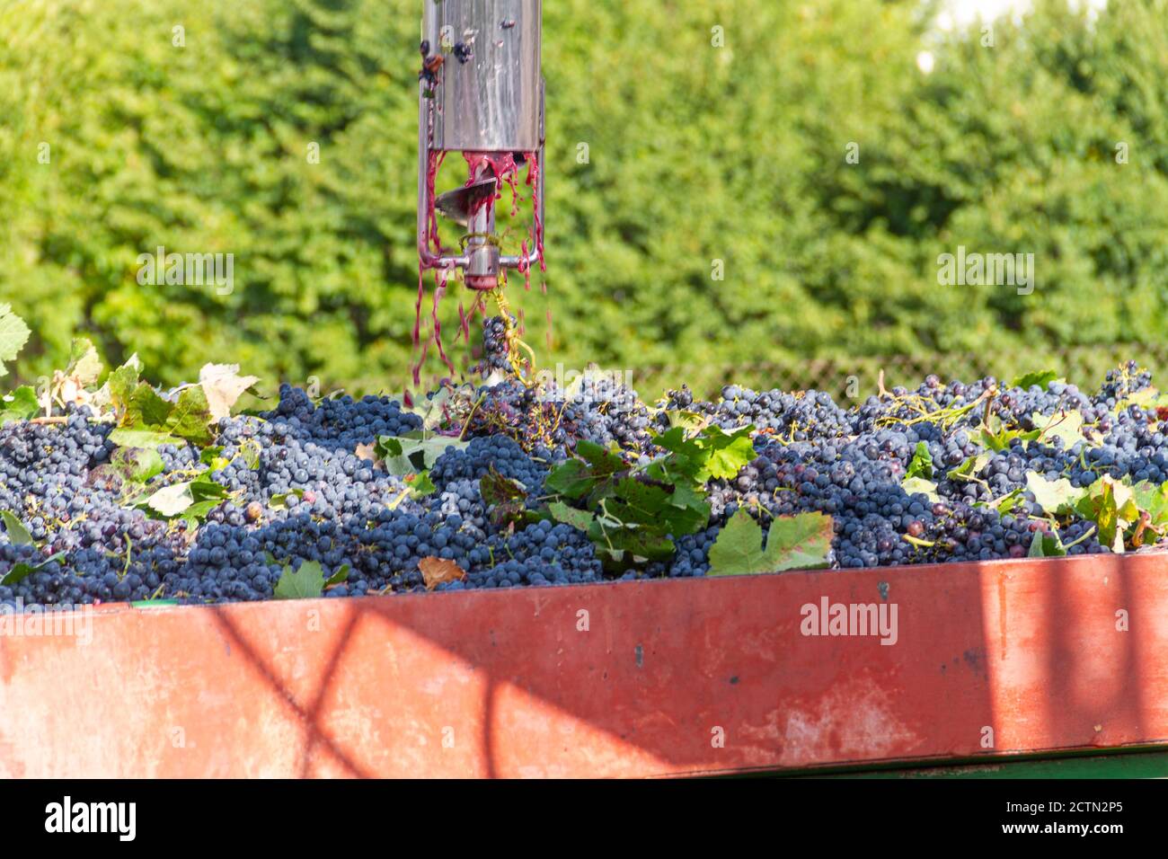 Automatic sampler for trucks extracts grapes from the vintage to ...