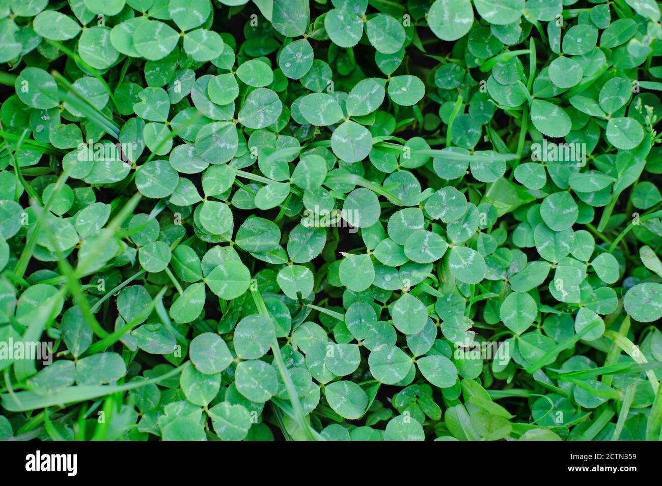 clover field, top view. green clover leaves. backyard lawn grass Stock ...