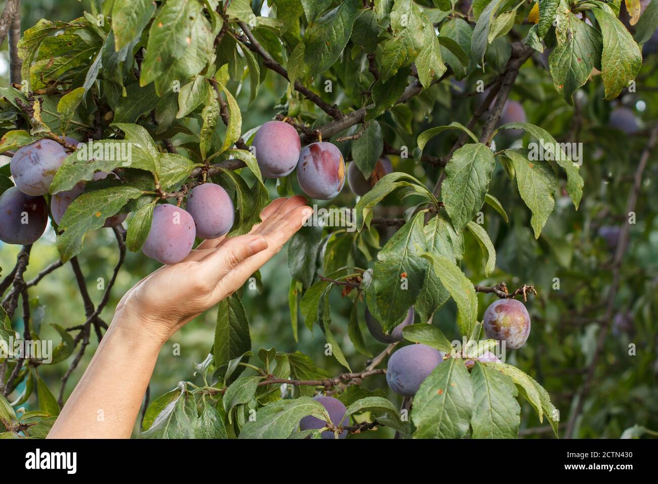 Ripe plum fruits on the tree and a woman's hand in the summer day Stock ...