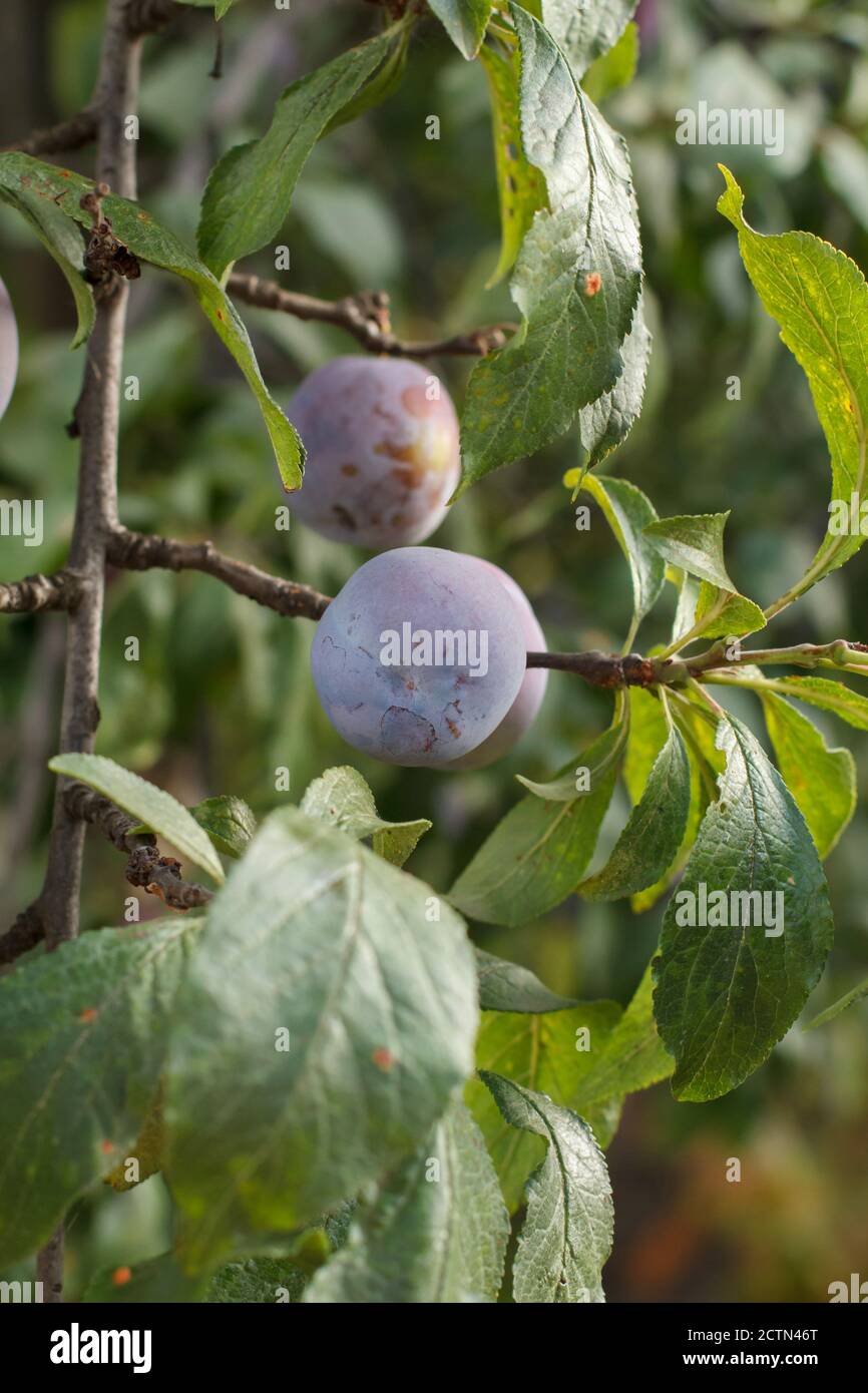 Ripe plum fruits on the tree in summer day Stock Photo - Alamy