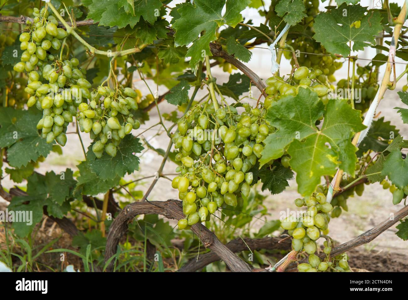 Bunches of unripe white grapes on the bush in the sunny day. Shallow ...