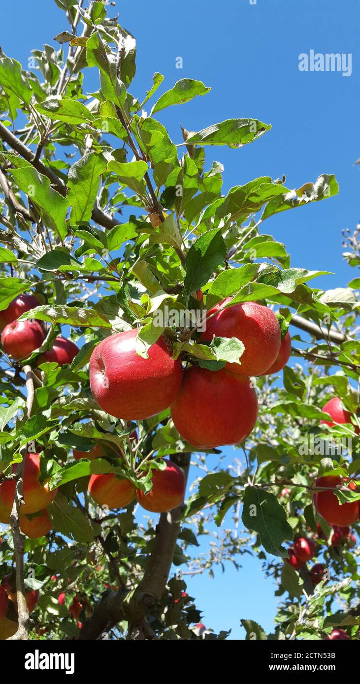 Red apple tree branch Stock Photo - Alamy