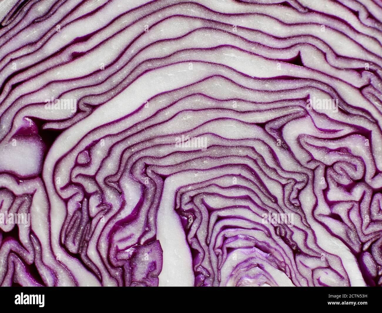Red cabbage texture Stock Photo - Alamy