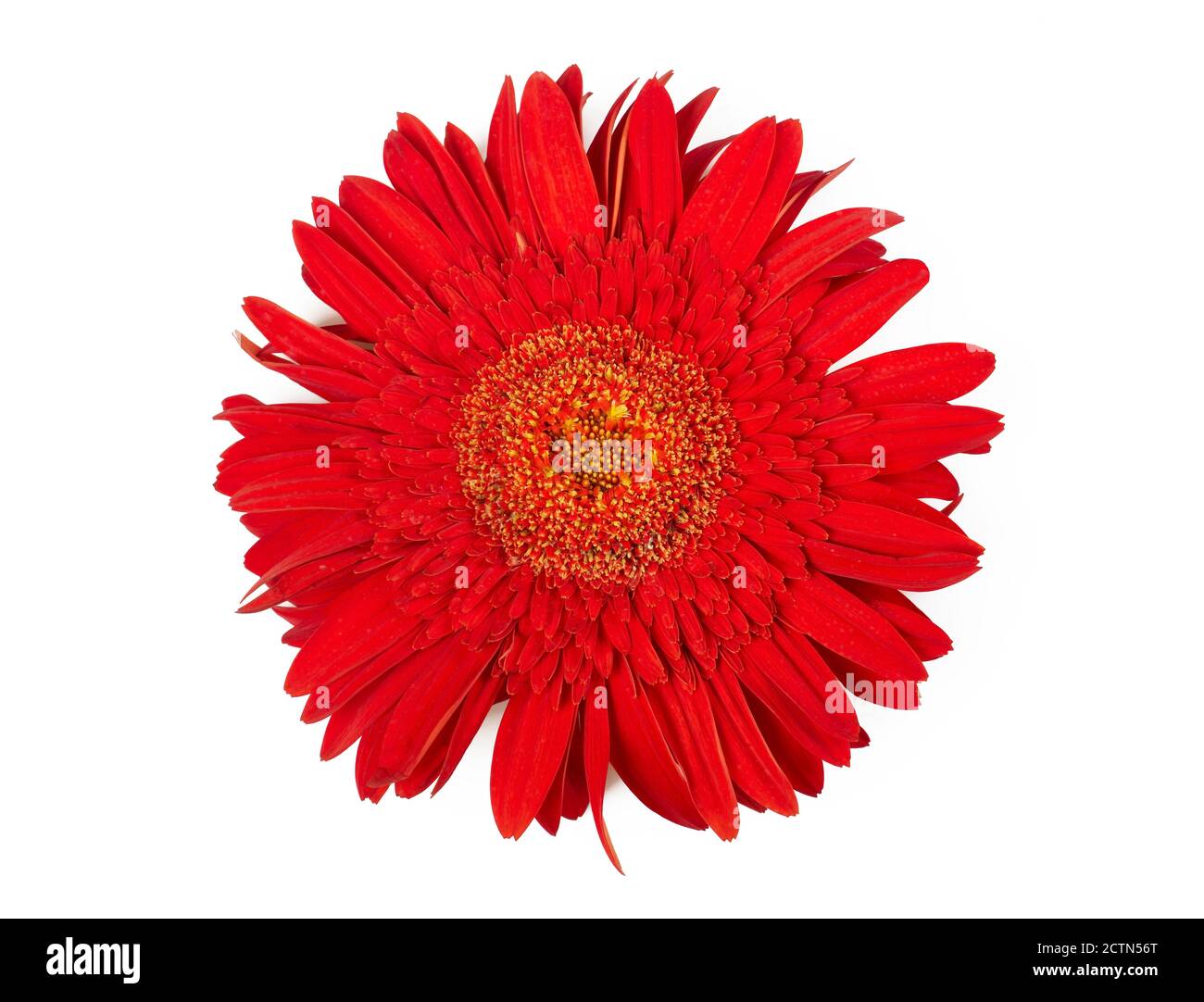 Red daisy isolated Stock Photo - Alamy
