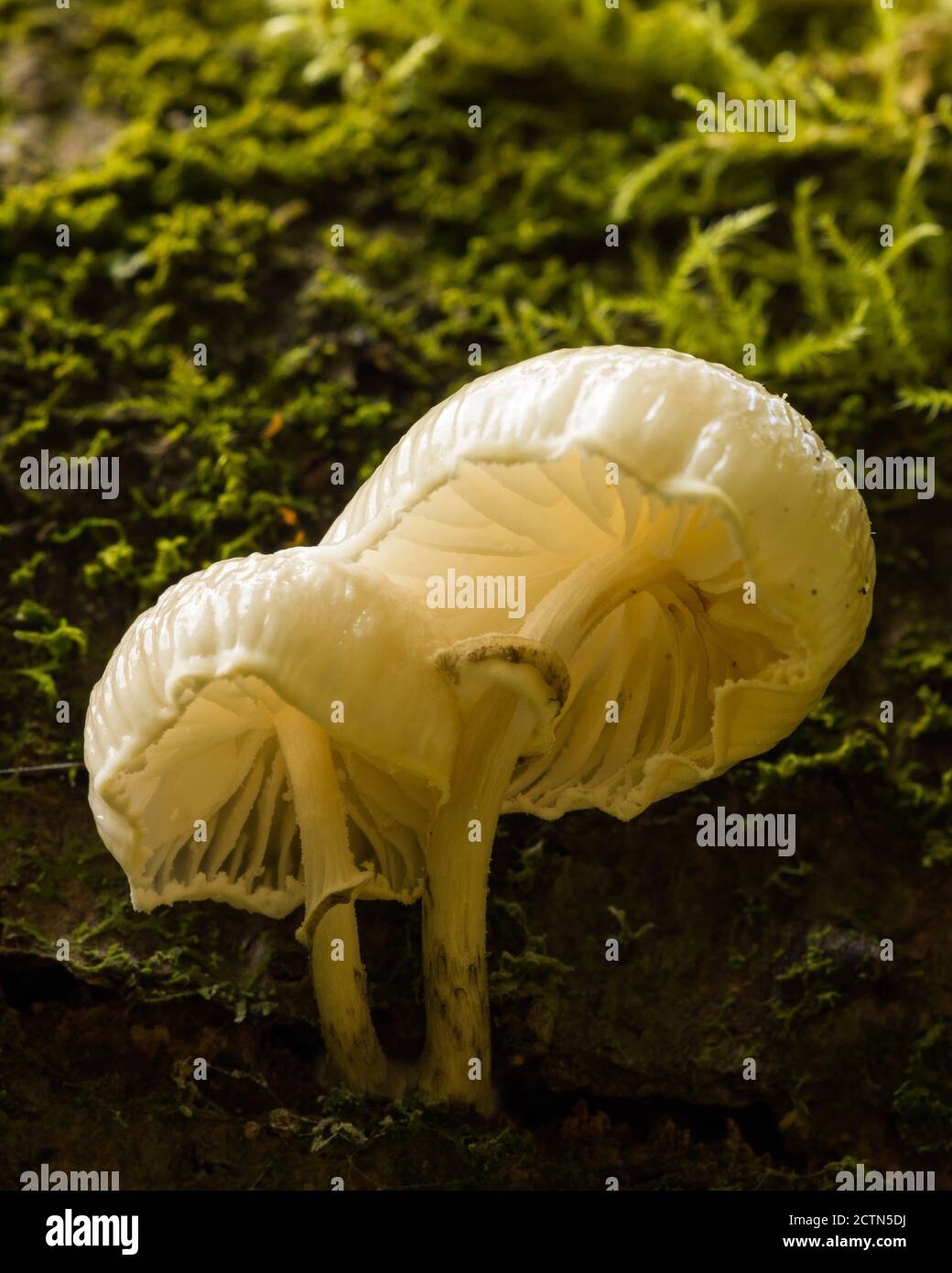 Porcelain Fungus (Oudemansiella mucida) in Derbyshire Woodlands Stock ...