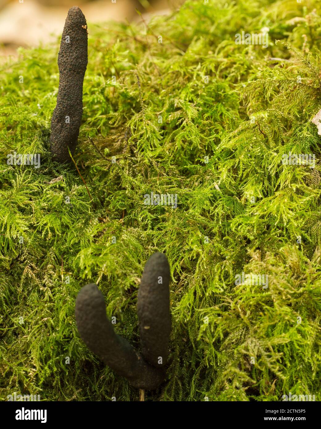 Dead Man's Fingers (Xylaria polymorpha) growing in Derbyshire Woodlands ...