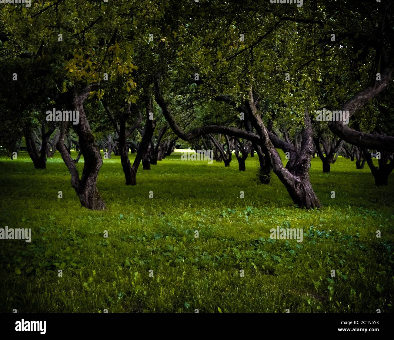 Footpath between trees hi-res stock photography and images - Alamy