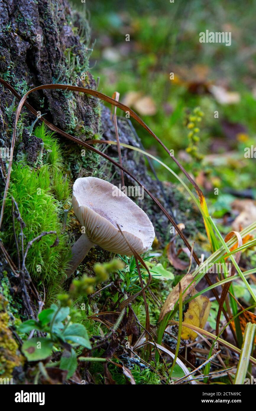 Clouded agaric mushroom Clitocybe nebularis . One of a troop of ...