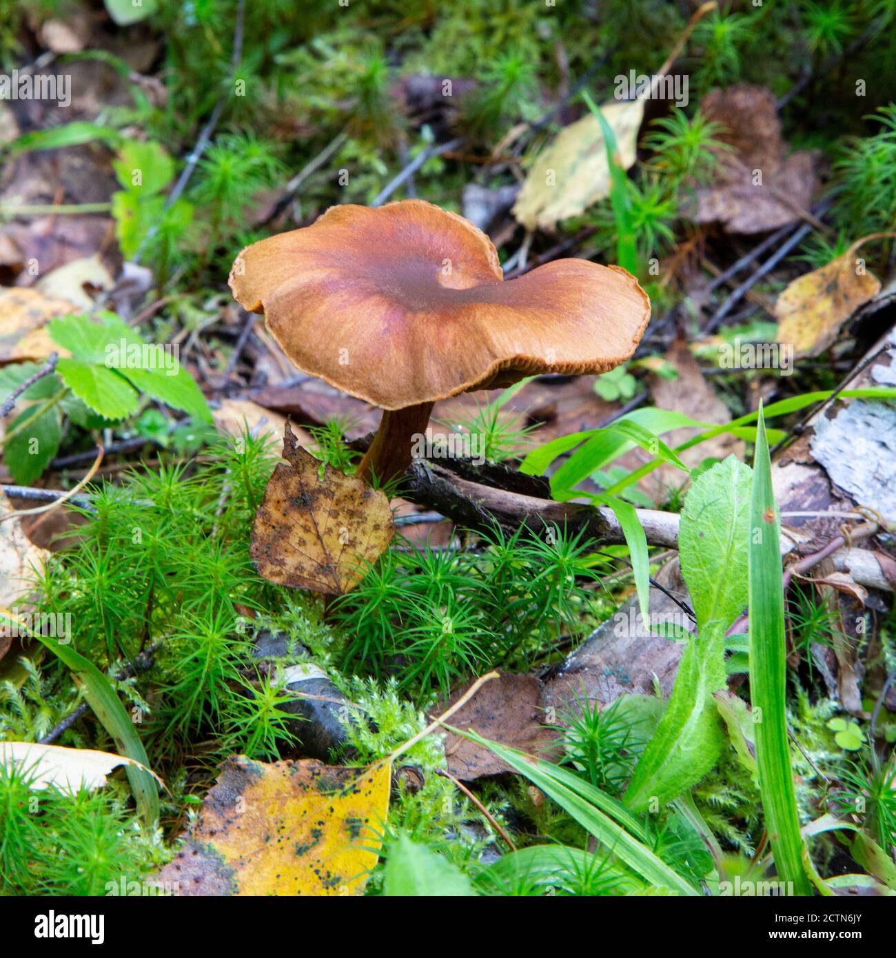 Clouded agaric mushroom Clitocybe nebularis . One of a troop of ...