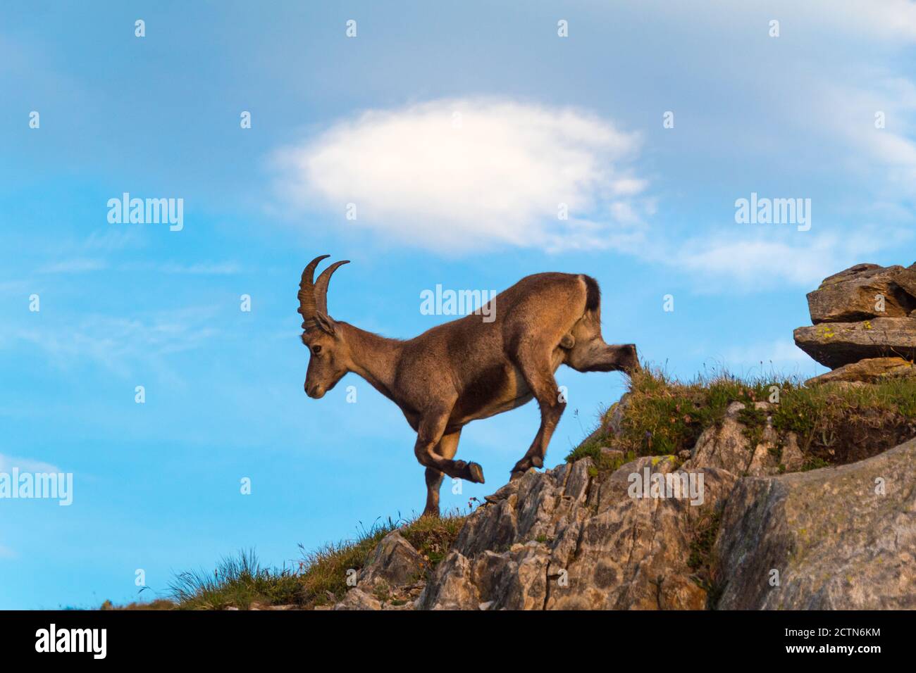 Grasso animale hi-res stock photography and images - Alamy