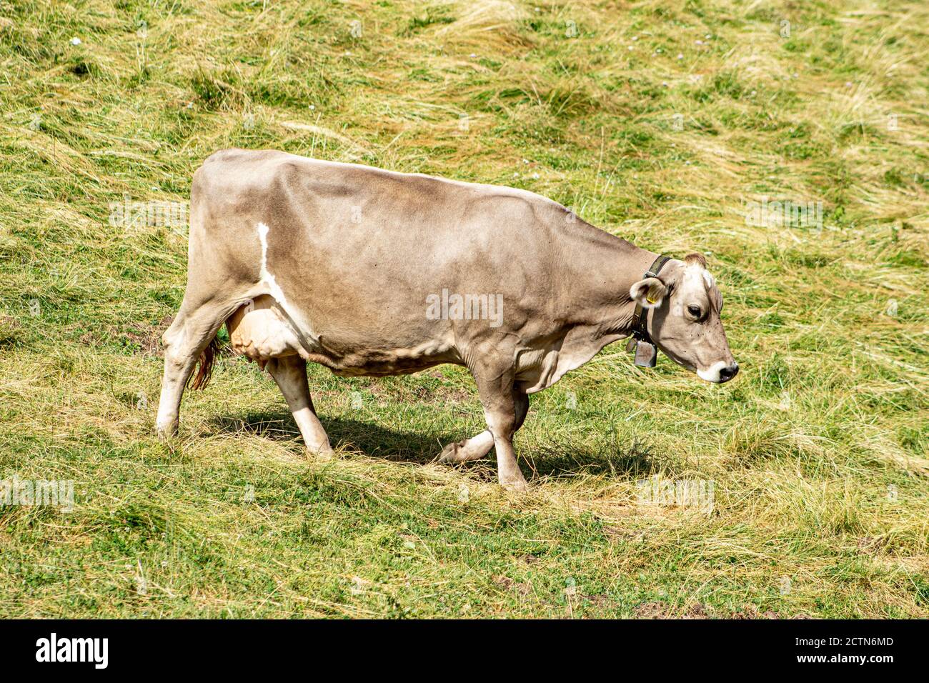 Brown dairy cow on walk Stock Photo - Alamy