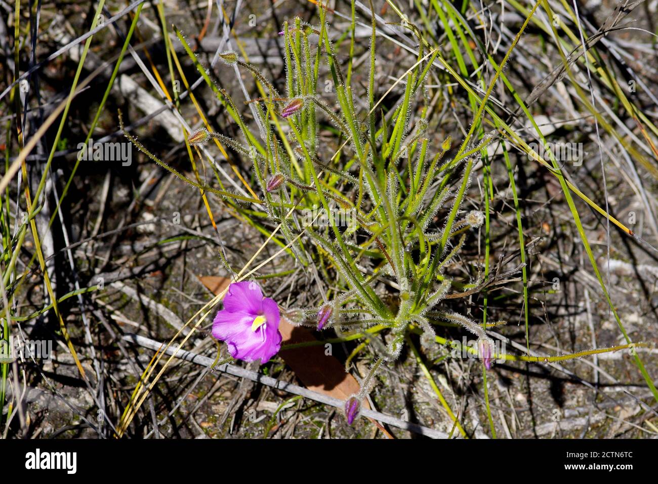 The carnivorous rainbow plant (Byblis gigantea), with purple flower and ...