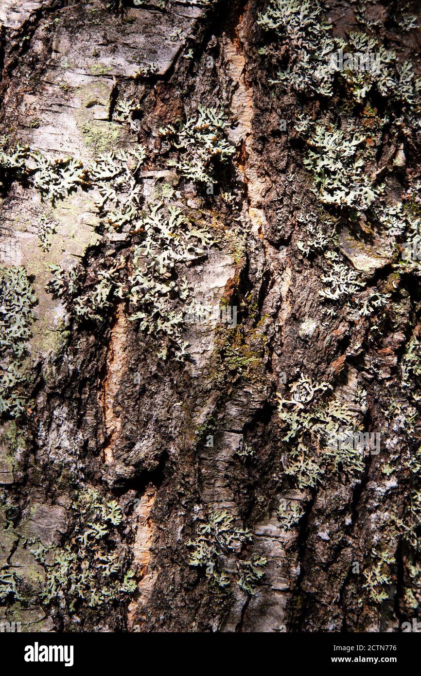 Bark sample hi-res stock photography and images - Alamy