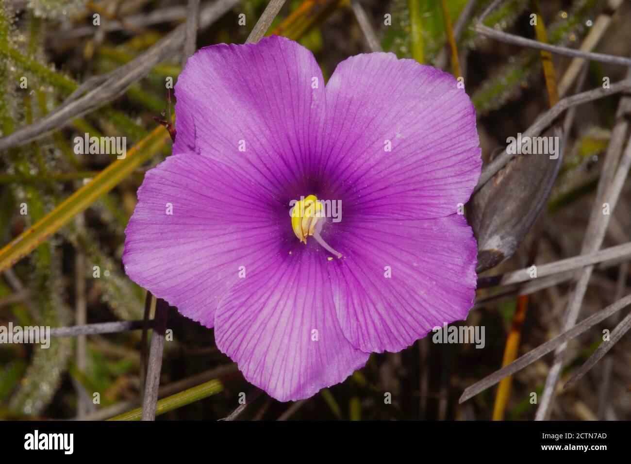 Close-up of a single purple flower of the Rainbow plant, Byblis ...