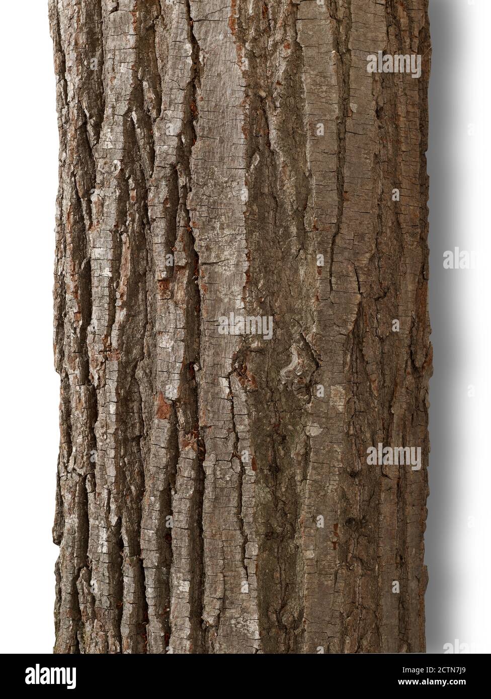 Tree bark isolated Stock Photo - Alamy