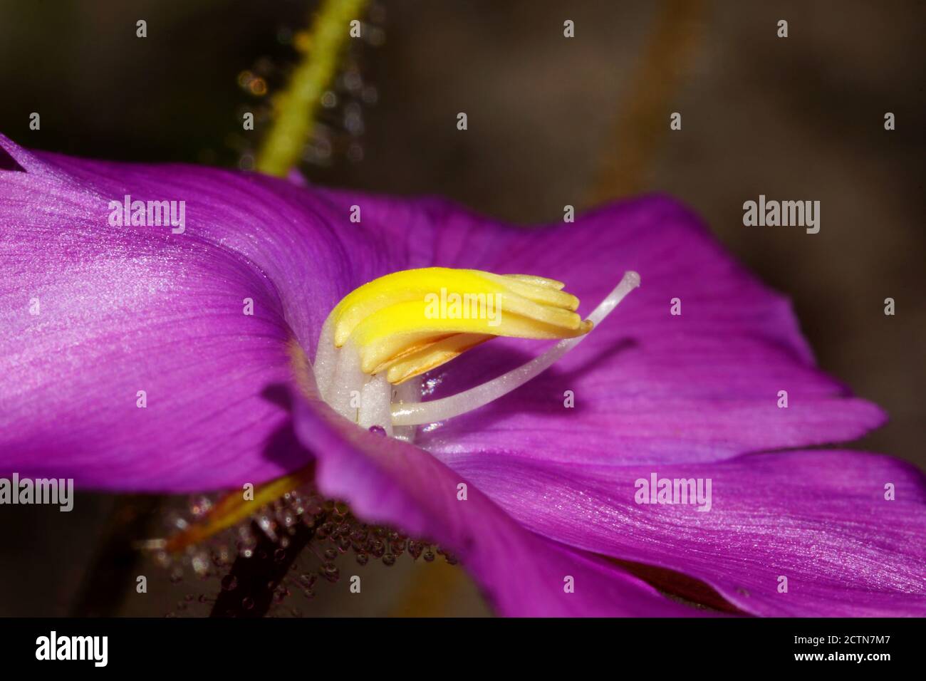 Detail of purple flower of Byblis gigantea, the rainbow plant, Western ...