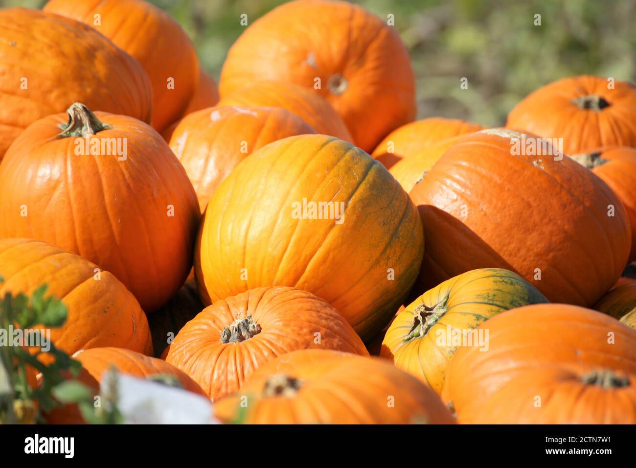 Pumpkins, pumpkin patch Stock Photo - Alamy